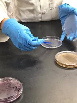 Food Microbiology Teaching