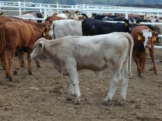 Employment | Beef Cattle Research Center | Units | Beef | Species ...