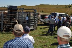 Beef Stocker Field Day