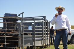 Beef Stocker Field Day