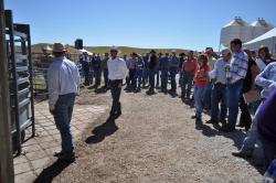 Beef Stocker Field Day